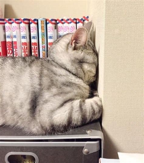 Kelakuan Kucing Lucu Lagi Ngambek