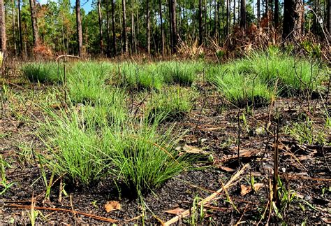 Morphology — Wiregrass Blog Oct 15 — Ecology On Fire