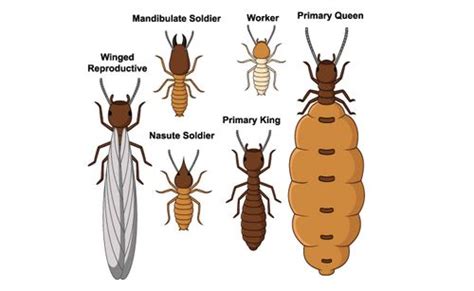 What Do Termites Look Like Appearance Behavior And Impact