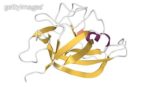 Structure Of Human Interleukin 1 Alpha Protein 이미지 1292047500 게티이미지뱅크