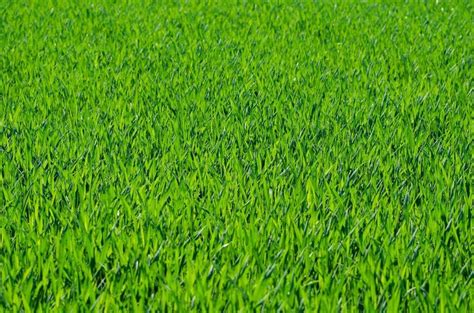 Do Aphids Eat Grass Pests Banned