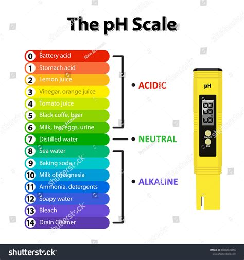Ph Scale Scale Used Specify Acidity Stock Vector Royalty Free Shutterstock