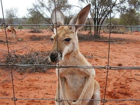 Red Kangaroo Enrichment At Beverly Wesson Blog