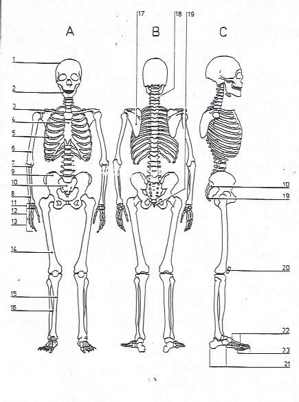 Fannin Lab Skeleton Lab Labeling Diagram Quizlet