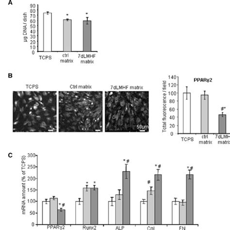Msc Differentiation On Matrix Produced Under Lmhf A Dna Quantification