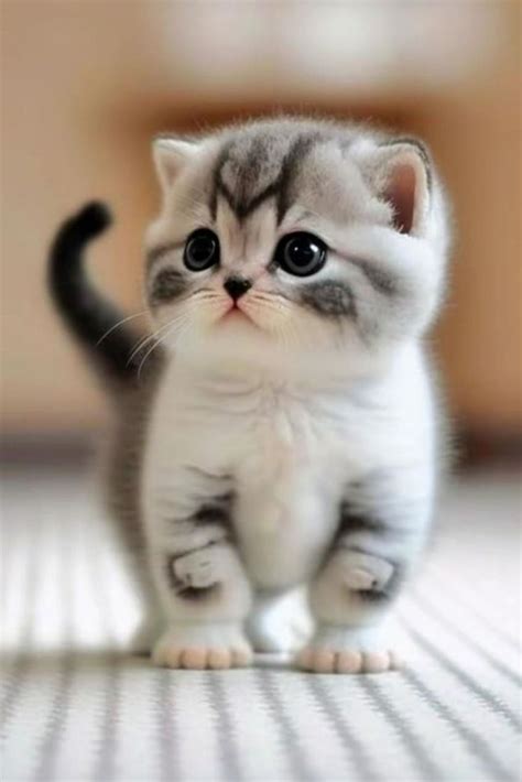 15 Hình ảnh Are Cats Cute đáng Yêu Nhất Trên Internet