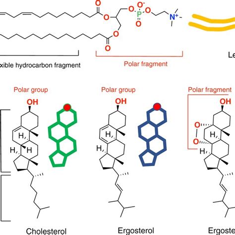 Chemical Structures And Schematic Representation For Cholesterol
