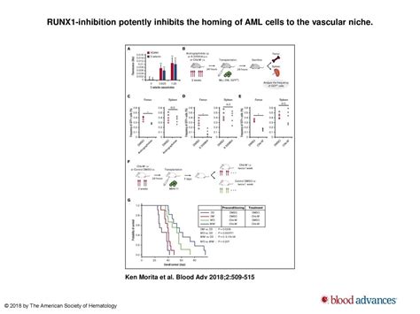 runx transcription factors potentially control e selectin expression in