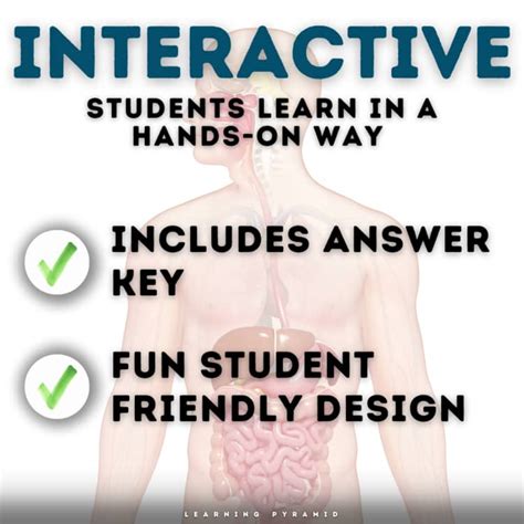 Human Body Systems Webquest Activity Body Systems Interaction Organs