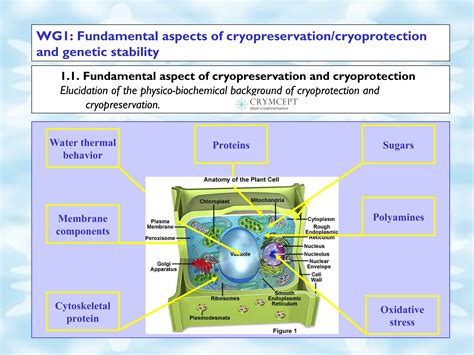Slide Tentang Pengawetan Cryopreservationppt