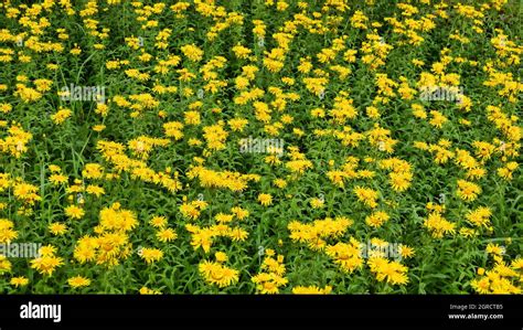 Flowers Motley Grass In Field Elecampane Nardus Golden Flower Нnula