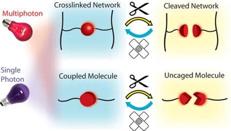 Photoreconfigurable Polymers For Biomedical Applications Chemistry And