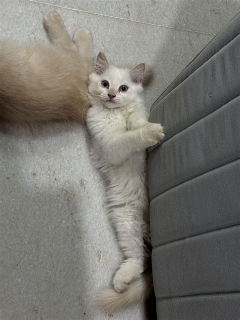 Pussy Cat 🐱 Rcats