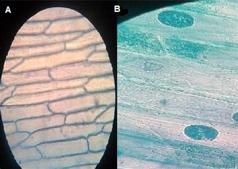 Epiderme De Cebola Observação Microscópica Organização