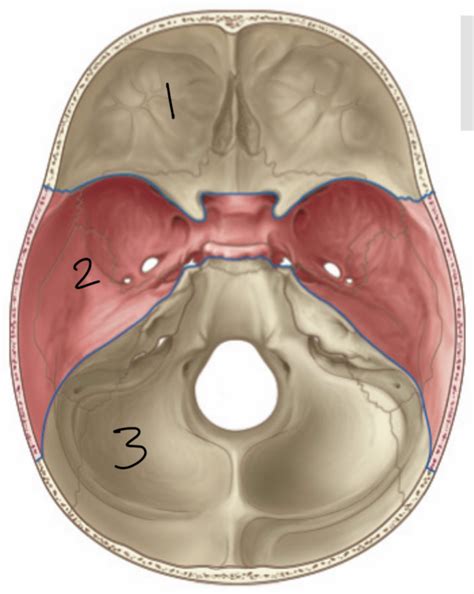 Cranium Fossa Base Diagram Quizlet