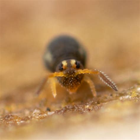 Globular Springtail Sminthurinus Elegans Bugguidenet