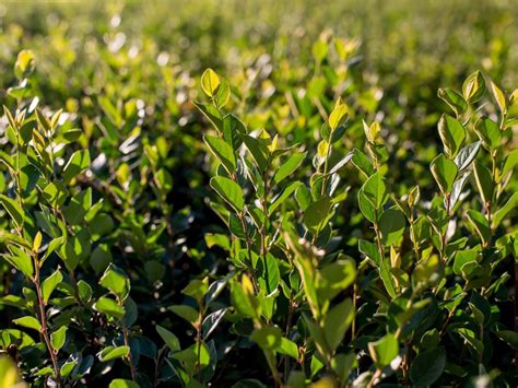 Hedge Cotoneaster Jeffries Nurseries