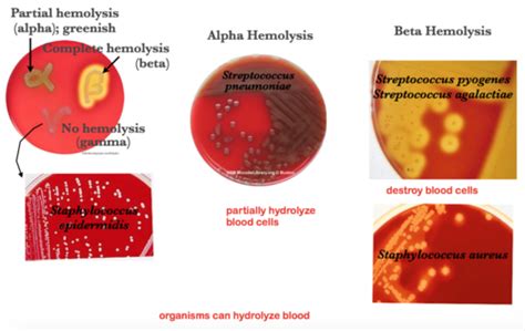 Alpha Hemolytic Staph