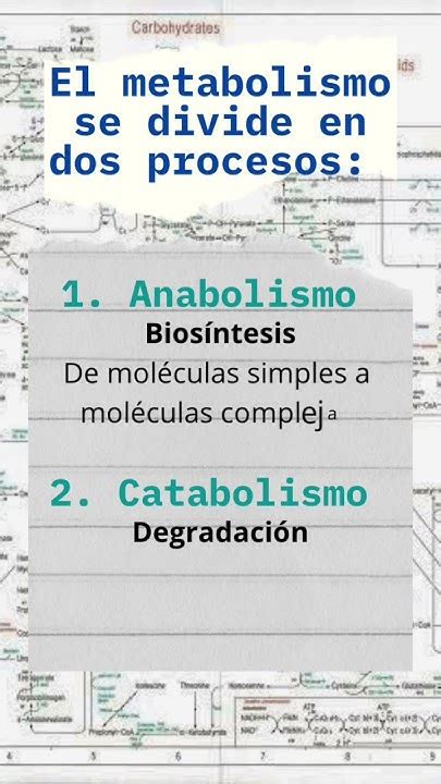 Metabolismo Anabolismo Y Catabolismo Diferencias Básicas Bioquímica