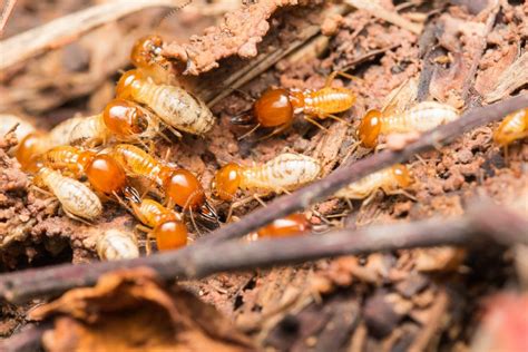 The Main Types Of Termites You Need To Know