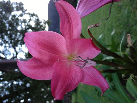 Peruvian Lilly Plants Garden Lillies
