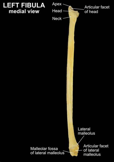 FIBULA Clinical Anatomy