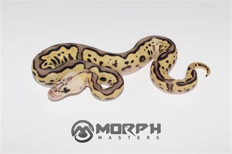 Firefly Leopard Clown Het Desert Ghost 50 Het Genetic Stripe 50 Het Piebald Ball Python By