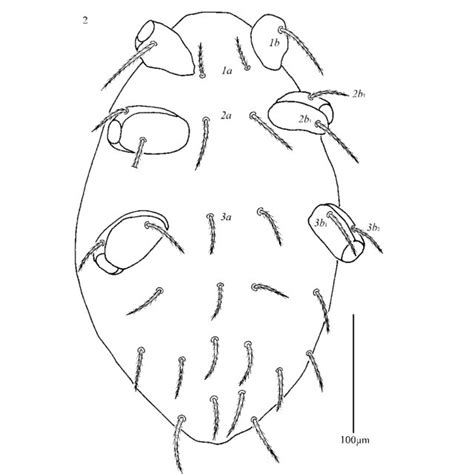 Caeculisoma Semispinus Sp Nov Larva Scutum Download Scientific Diagram
