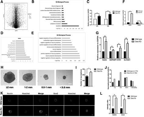 Transcriptome Analysis Identified Differentially Expressed Genes In