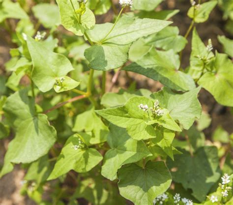 Buckwheat Seed 50lb The Mercantile And Feed Company