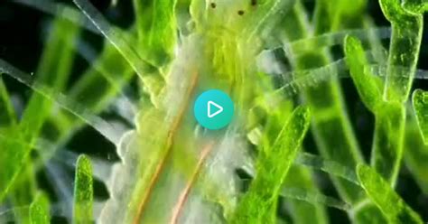 Under The Microscopeits A Whole Other World Album On Imgur