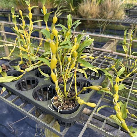 Dendrobium Findlayanum July 17 2025