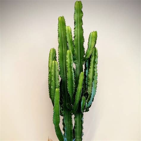 Euphorbia Erytrea Kaktüs
