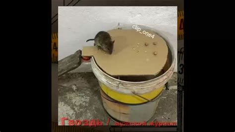 Cupi Cupita Bugil Sex Porn Videos Watch Online Or Download