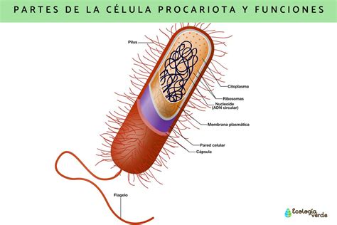 Célula Procariota Partes Características Y Funciones 友软网络