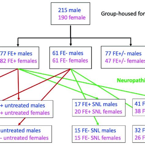 Experimental Design Rats Underwent Fear Conditioning And Extinction