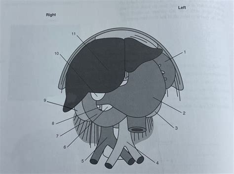 Diagrams Cross Sectional Flashcards Quizlet