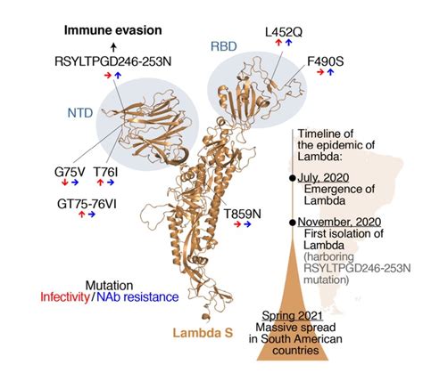 lambda may be able to evade vaccines compared to alpha beta gamma