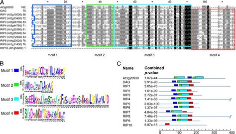 An Rna Recognition Motif Containing Protein Is Required For Plastid Rna Editing In Arabidopsis