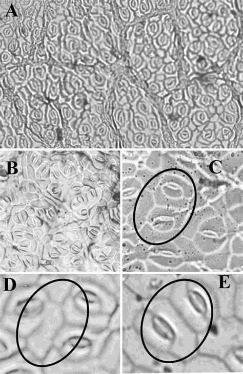 Stomata Microscope View