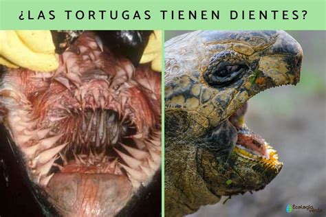 ¿las Tortugas Tienen Dientes O No Descubre Esta Curiosidad