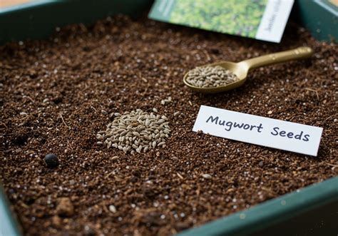 Mugwort Plant Guide Grow Harvest And Safe Home Uses Green Thumb Daily