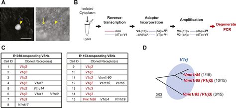 Figures And Data In Integrated Action Of Pheromone Signals In Promoting