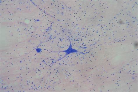 Neurons Under Microscope