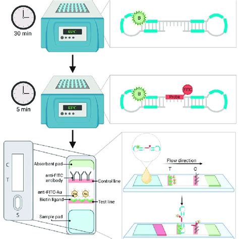 Schematic Diagram Of Lamp Coupled With A Lateral Flow Device Lfd Download Scientific Diagram