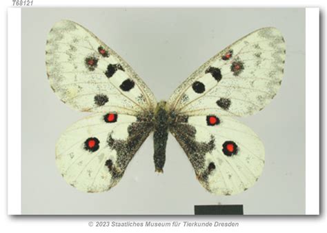 Parnassius A Actinoboloides Bang Haas 1928