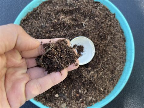 Eggshell Seed Starters A Simple Free And Eco Friendly Way To Grow