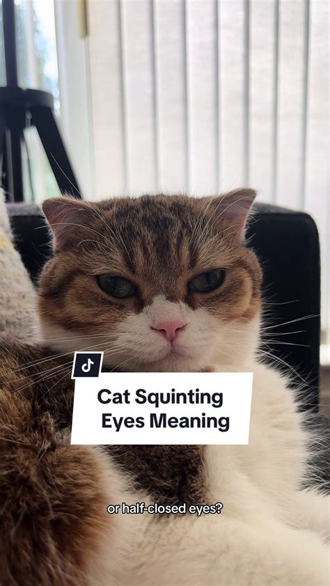 Understanding Cat Eye Language What Cats Squinted Eyes Mean Tiktok