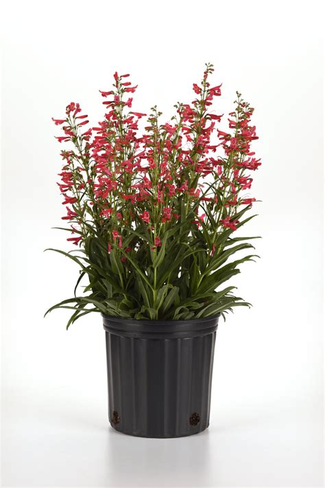 Summit Sweets™ Ruby Beardtongue Penstemon Hybrida Proven Winners