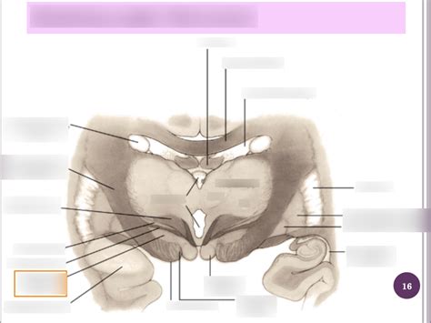 Subthalamic Nucleus Diagram Diagram Quizlet